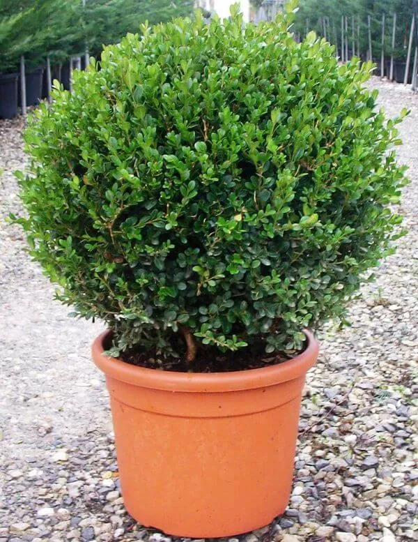 Шаровидные цветы для дачи – подбор растений с округлой формой – «StroyLab» – портал о ...